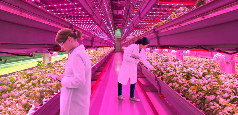 What Do Future Cannabis Cultivators Need To Know About Horticultural ...